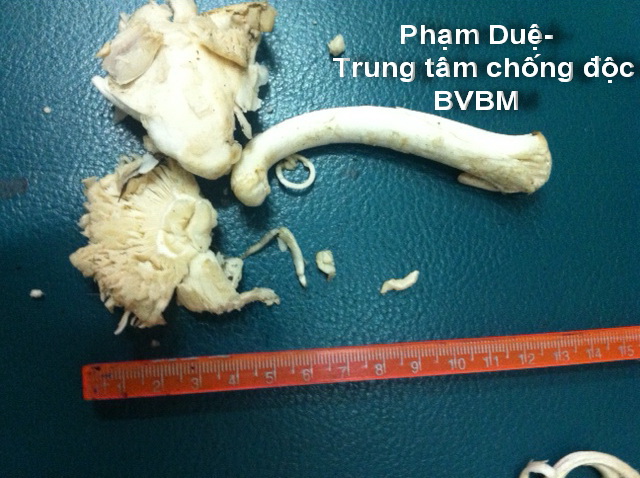 Bệnh cấp cứu ngộ độc nấm độc - Benh.vn